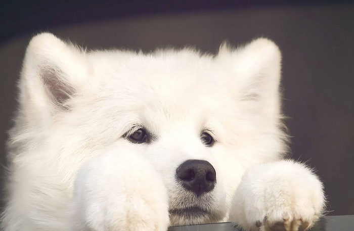 “微笑天使”萨摩耶真的是在笑吗？狗狗的表情还有其他含义