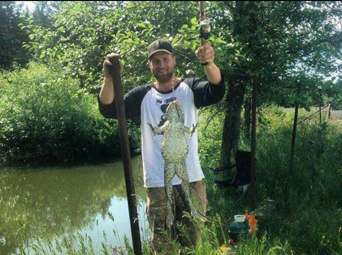 美国牛蛙泛滥成灾，使当地人不胜其烦，还因此派人来清理它们！