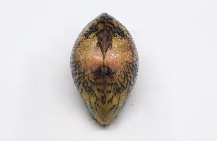 海南鱼市常见贝类（一）