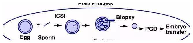 第三代试管婴儿PGD与PGS究竟有什么区别？