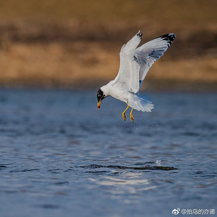 渔鸥（学名：Ichthyaetus ichthyaetus）是体长68厘米背灰色鸥。渔|捕鱼|青海|体长_新浪新闻