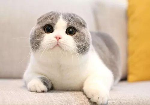 最不推荐养的猫——苏格兰折耳猫,没有买卖就没有伤害