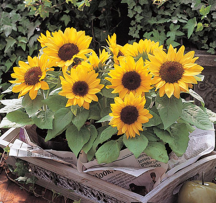 向日葵也可以种在室内吗？是的！快来一起在屋子里“种太阳”吧