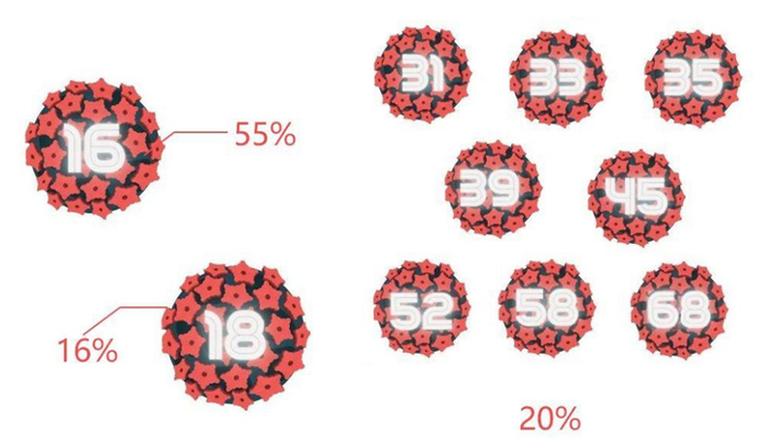 认识HPV的生命周期！酸酐化牛β-乳球蛋白如何阻断高危HPV感染？
