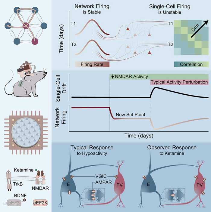 Neuron：深入揭示海马NMDA受体调控新机制|突触|神经元|小鼠|活动|氯胺酮_新浪新闻