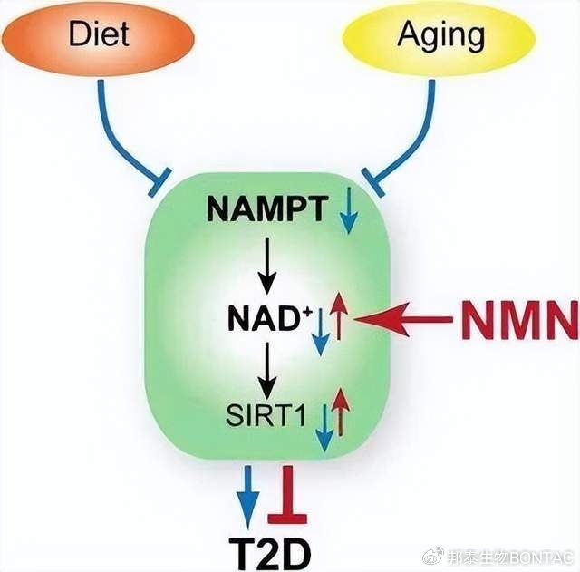 2023年度一项重磅发现：新型NMN——MIB-626|受试者|尿液|浓度_新浪新闻