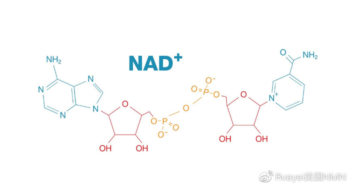 NAD+与诺贝尔科学家奥伊勒·歇尔平
