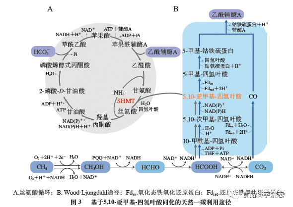 北京化工大学史硕博教授等：微生物利用一碳底物生产单细胞蛋白研究进|微生物|北京化工大学|蛋白_新浪新闻