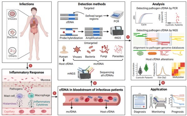 一文解读感染病诊疗新趋势：华大科学家深度剖析cfDNA应用|华大|病原体|检测_新浪新闻