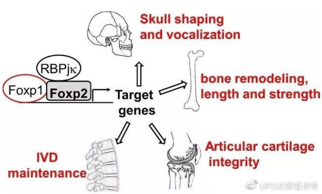 科学家曾发现基因突变的猩猩，与人类基因只差1.2%——奥利弗