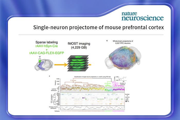 进展汇编：近期应用国产成像技术fMOST的14篇重要学术成果|汇编|神经元|小鼠_新浪新闻