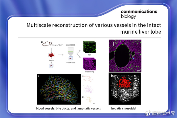进展汇编：近期应用国产成像技术fMOST的14篇重要学术成果|汇编|神经元|小鼠_新浪新闻