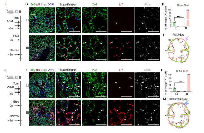 Cell | 细胞示踪新技术揭示AT2起源|新技术|细胞|肺泡_新浪新闻