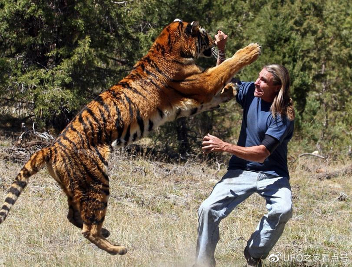为何老虎吃人后必须击毙？并非是偿命，专家警告：留着后患无穷！|人类|吃人|母老虎|领地|猎食者_新浪新闻