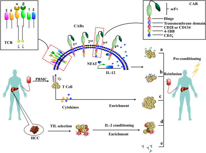 我国免疫细胞治疗肝癌：IND获批，纳入诊疗指南，延长患者生命|CAR-T|CIK细胞|细胞_新浪新闻