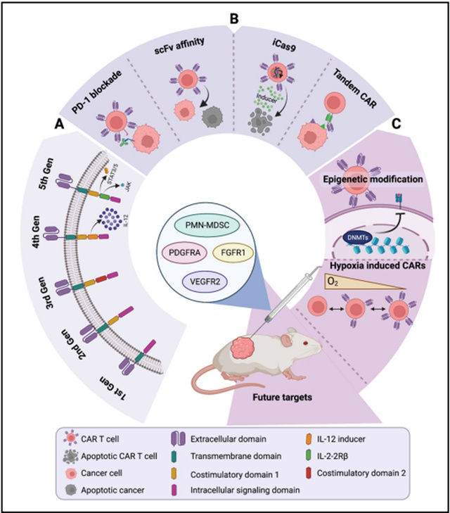 国内又一名胃癌患者受益！CAR‑T 疗法有望作为实体瘤的潜在治疗选择