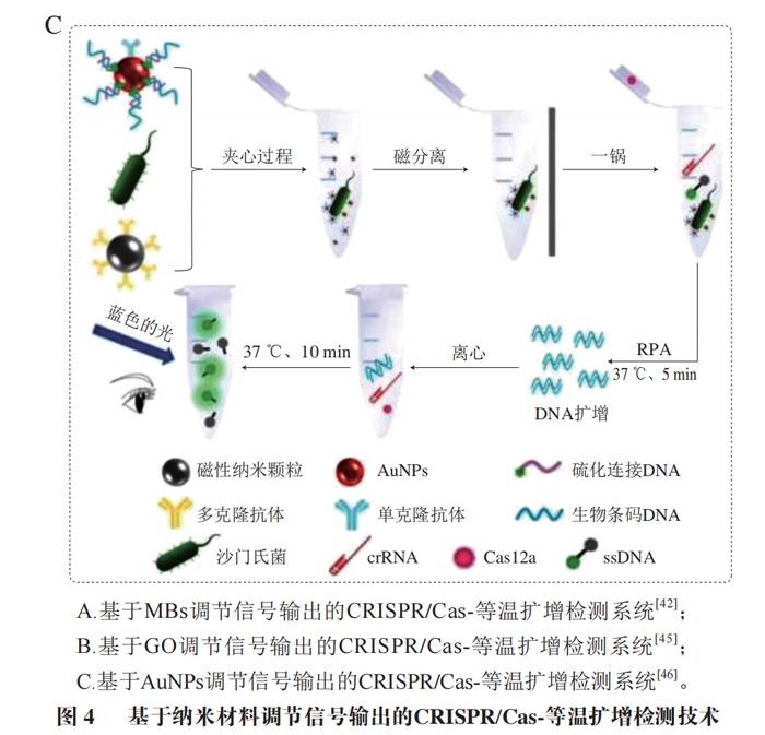 东北农业大学张微副研究员等：CRISPR/Cas-等温扩增技术|检测|病原菌|靶标|核酸|蛋白_新浪新闻
