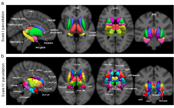 Nature Neurosci突破：墨尔本大学田野等绘制迄今为止最精细的人脑亚皮层功能图谱