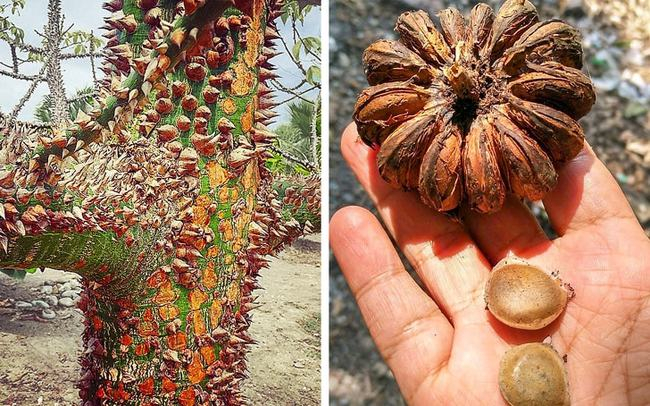 沙盒树到底有多恐怖？果实爆炸相当于中型炸弹，毒液可致人类失明|爆炸|果实|沙盒_新浪新闻