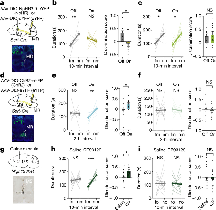 Nature：五羟色胺（5-HT）调控社交记忆的稳定性，研究发现新的神经环路机制