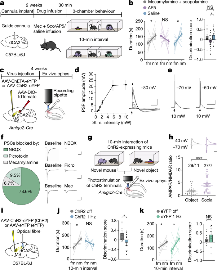 Nature：五羟色胺（5-HT）调控社交记忆的稳定性，研究发现新的神经环路机制
