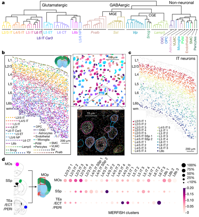 Nature系列重磅成果发布：大脑运动皮层的细胞图谱！国产fMOST技术助力多篇研究