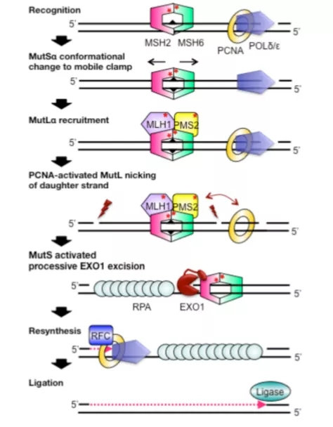 免疫治疗时代下的MSI/MMR检测