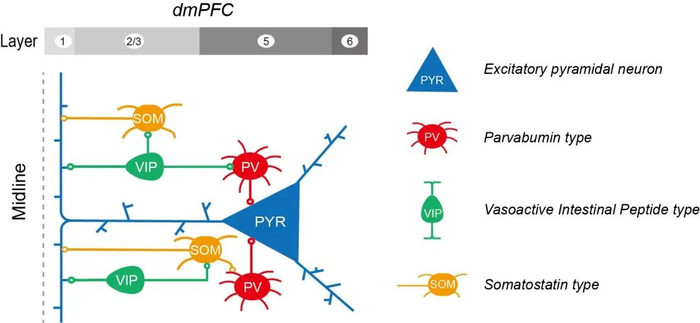 Neuron一作讲坛: 浙大胡海岚教授团队社会竞争行为中的新调控机制