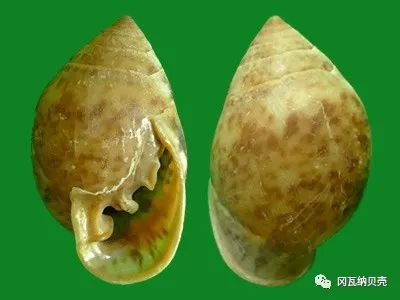 跟虎相关的贝壳，比老虎多得多