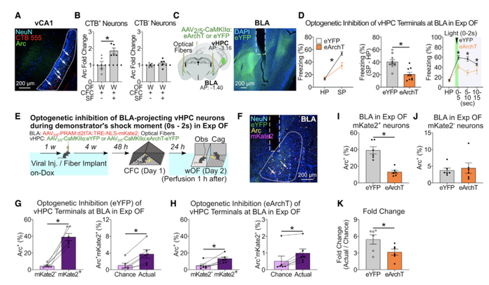 Neuron：恐惧共情的新环路机制