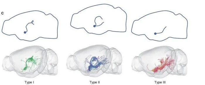 收藏：助力大脑研究，应用 fMOST半年内发表18篇重要学术成果汇编