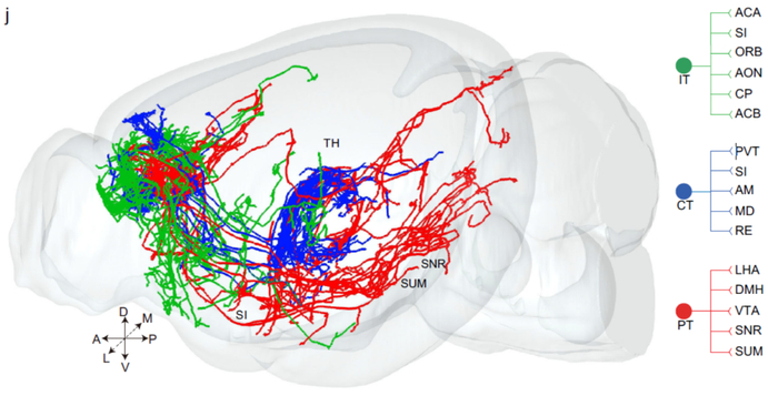收藏：助力大脑研究，应用 fMOST半年内发表18篇重要学术成果汇编
