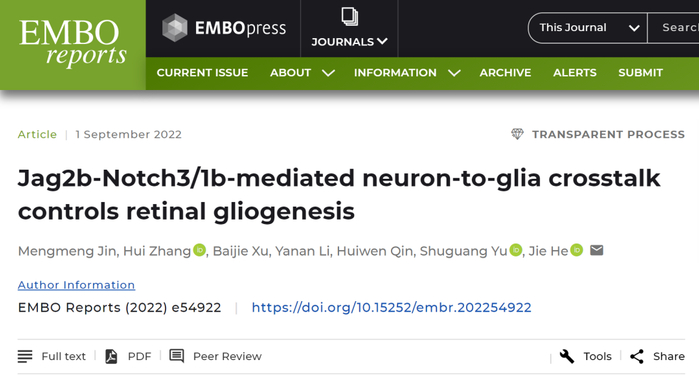 EMBO Reports：神经元与胶质细胞互作参与调控胶质细胞命运