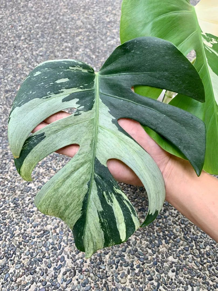 带锦的龟背竹认识这11种就够了，养一两种就满足了