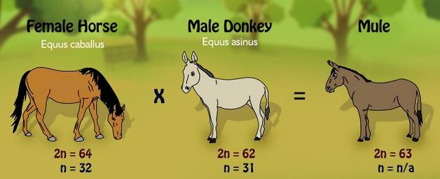 黄种人，黑种人和白种人为什么能自由交配，没有生殖隔离？