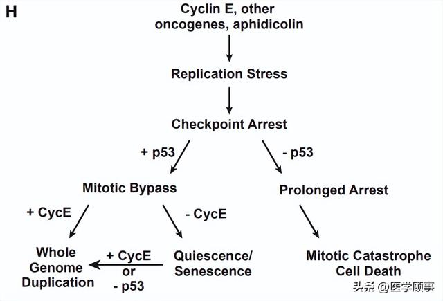 Cell｜揭示癌症全基因组加倍的全新机制