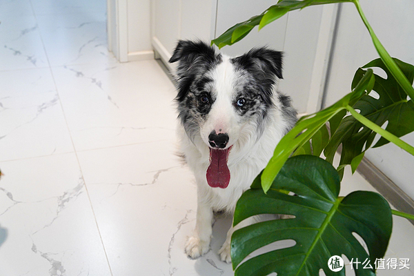 双刷超强清洁力、极限双贴边、自动清洁液！不到3K的石头A10 Plus重新定义旗舰洗地机