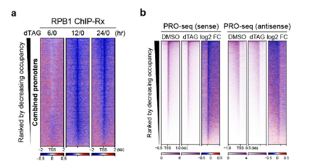 Cell Research：揭示 H3K4me2/3 直接调控基因转录的机制