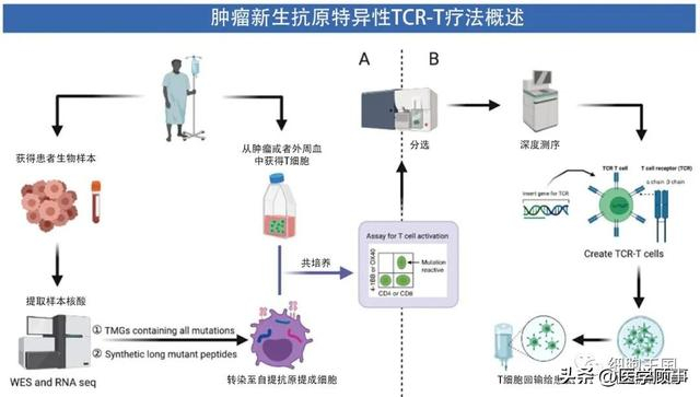 实体肿瘤治疗大杀器：与CAR-T并驾齐驱的TCR-T