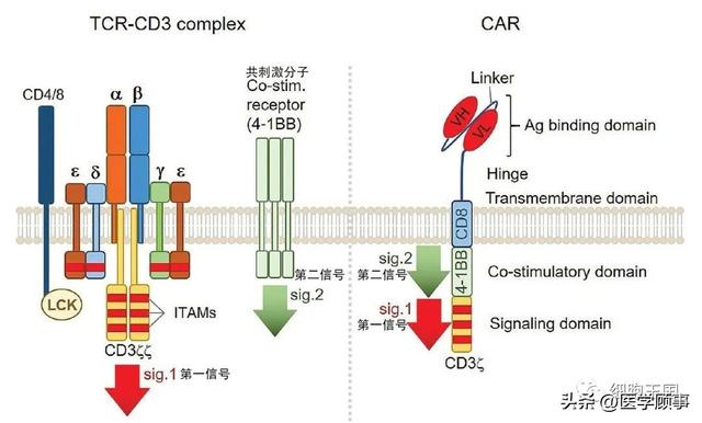 实体肿瘤治疗大杀器：与CAR-T并驾齐驱的TCR-T