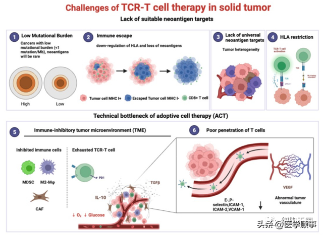 实体肿瘤治疗大杀器：与CAR-T并驾齐驱的TCR-T