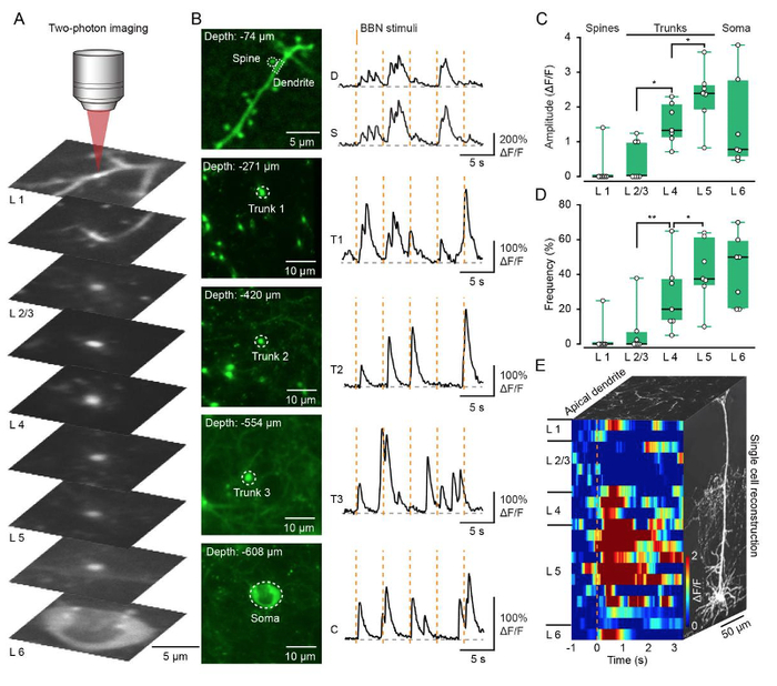 iScience：亮、快、好！基于RV-CVS病毒的皮层第六层细胞标记新方法