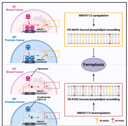 《细胞》重磅：开辟清除肿瘤新道路！姜学军团队发现铁死亡诱导癌死亡新机制
