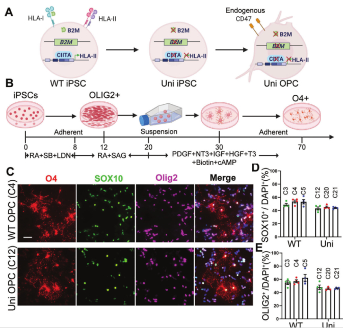 Sci Adv ：“off-the-shelf”细胞疗法有望用于治疗中枢神经系统疾病|CAR-T_新浪新闻