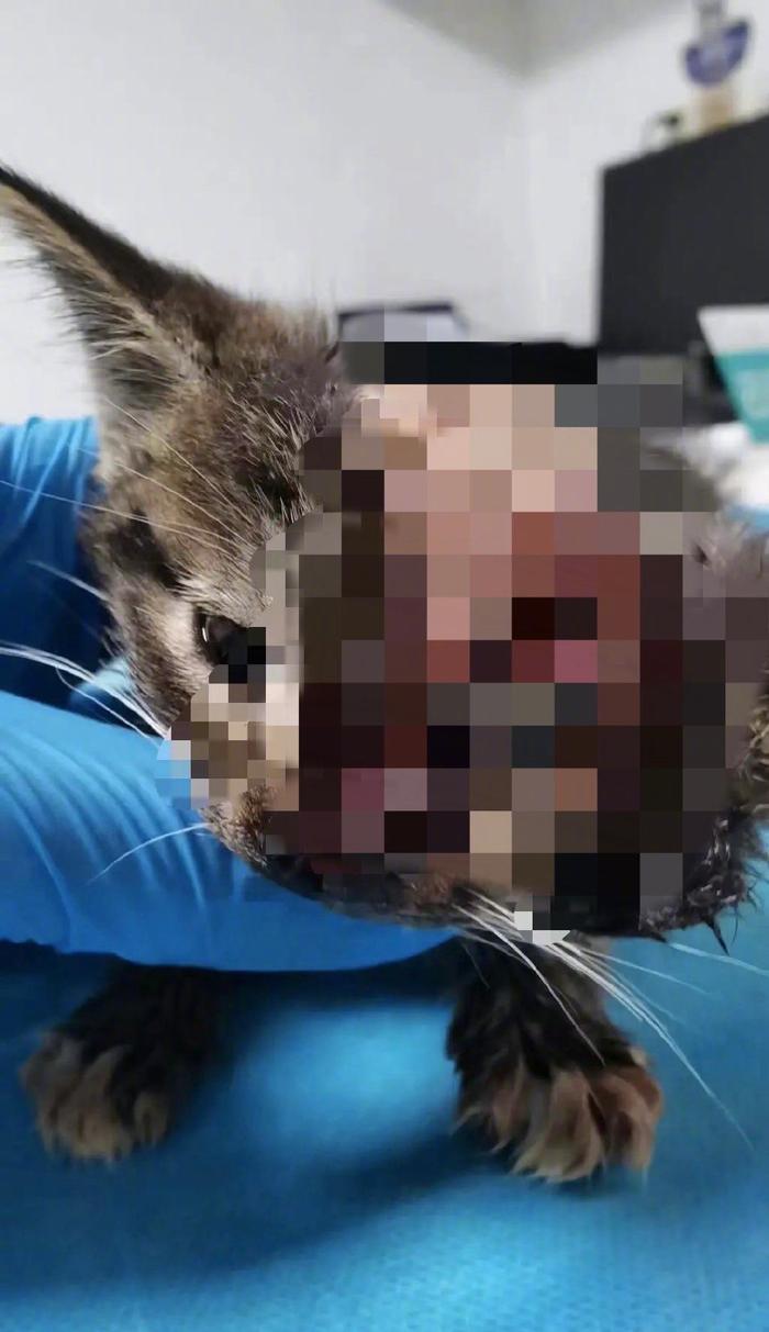 银行高管17岁儿子活剥猫皮 父母被指专门领养猫供其子虐待