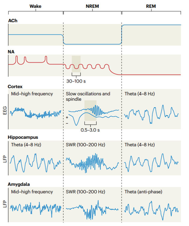 Nat Rev Neurosci重要综述：睡眠中的突触和神经环路可塑性——睡眠如何改变情绪记忆痕迹？|突触|睡眠|记忆