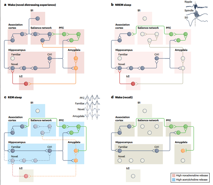 Nat Rev Neurosci重要综述：睡眠中的突触和神经环路可塑性——睡眠如何改变情绪记忆痕迹？|突触|睡眠|记忆