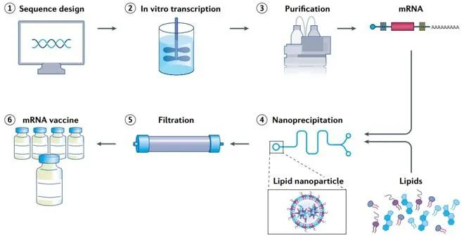mRNA疫苗超全知识汇总，看这一篇就够了！