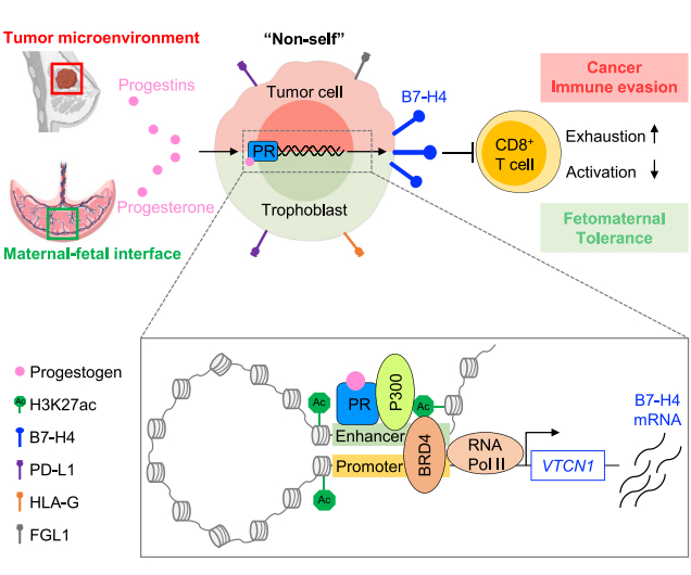 华人学者最新Cell研究：揭示“癌症-胚胎”免疫耐受的新机制