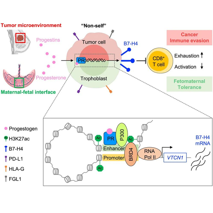 青科沙龙第115期 | Cell-孕激素驱动的B7-H4在“癌-胚”中的免疫耐受